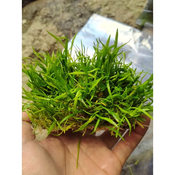 Jual liliopsis lempeng - lilaeopsis brasiliensis tanaman air aquascape ...