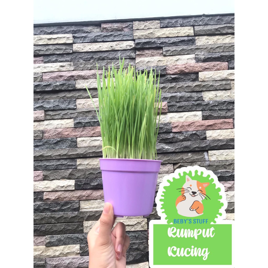 Jual RUMPUT KUCING SIAP PANEN WHEATGRASS RUMPUT GANDUM | Shopee Indonesia