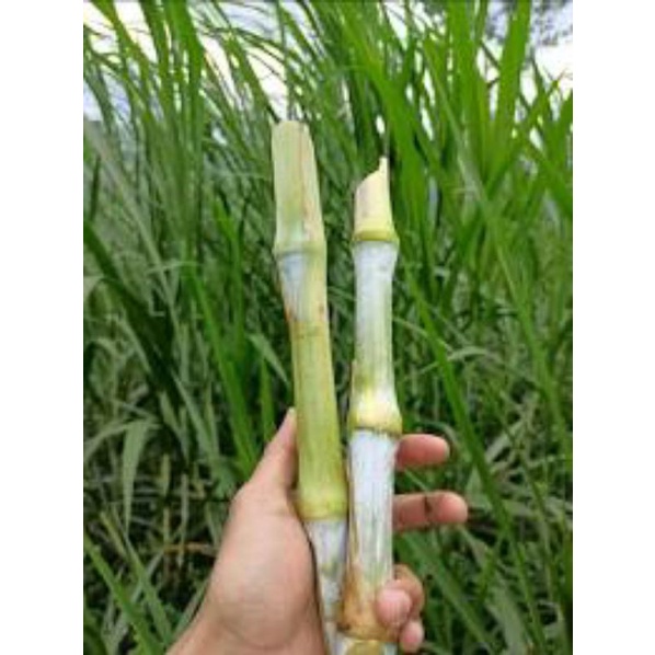 Jual BIBIT RUMPUT PAKCHONG / RUMPUT NAPIER SUPER 1 Kg TERMURAH | Shopee ...