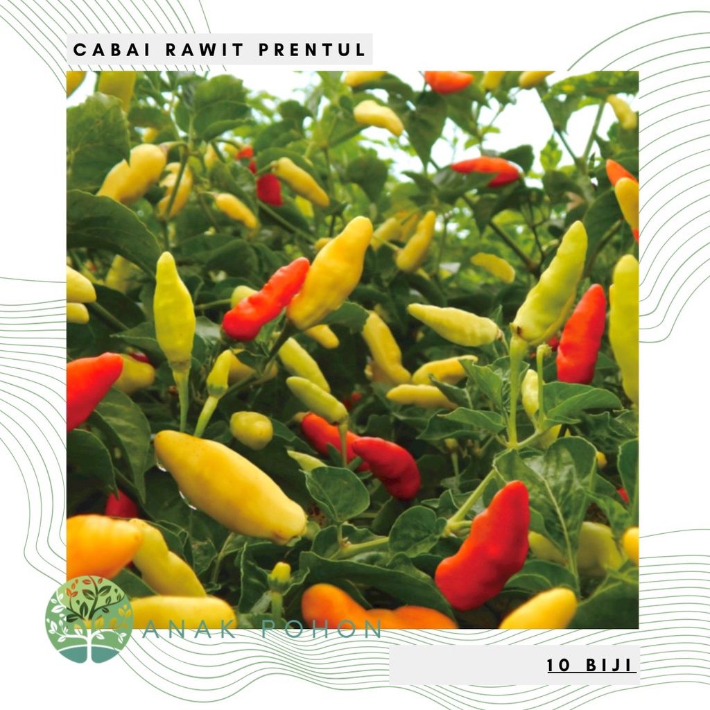 Jual Benih Bibit Biji - Cabai Rawit Prentul Lebat Cabe Rawit Merah Pepper Seeds - Panen Dalam 90 ...