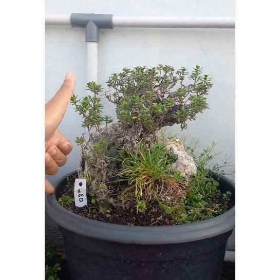 Jual Santigi karang original di batu | Shopee Indonesia