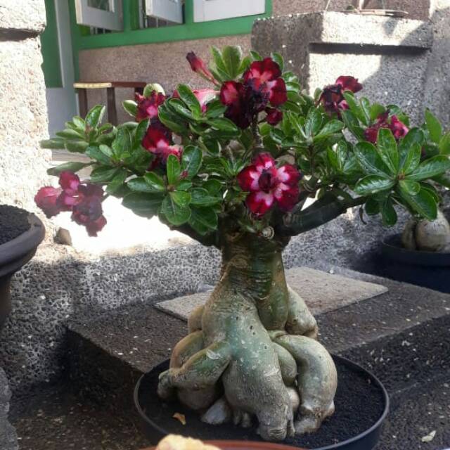 Jual Kamboja jepang/ Adenium stek tumpuk siza A | Shopee Indonesia