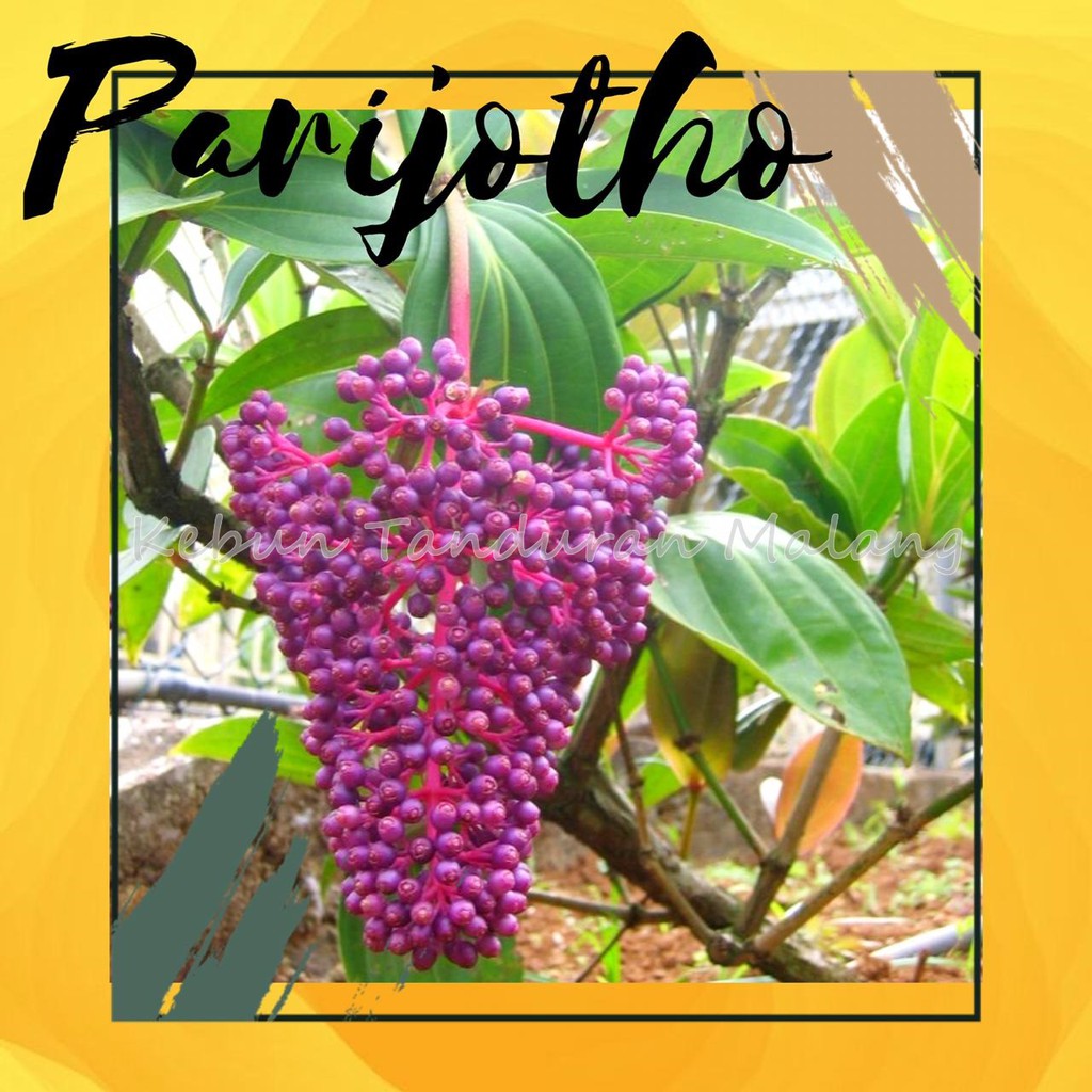 Jual Tanaman Buah Parijoto Rimbun Si Buah Ajaib Kondisi Berbuah ...