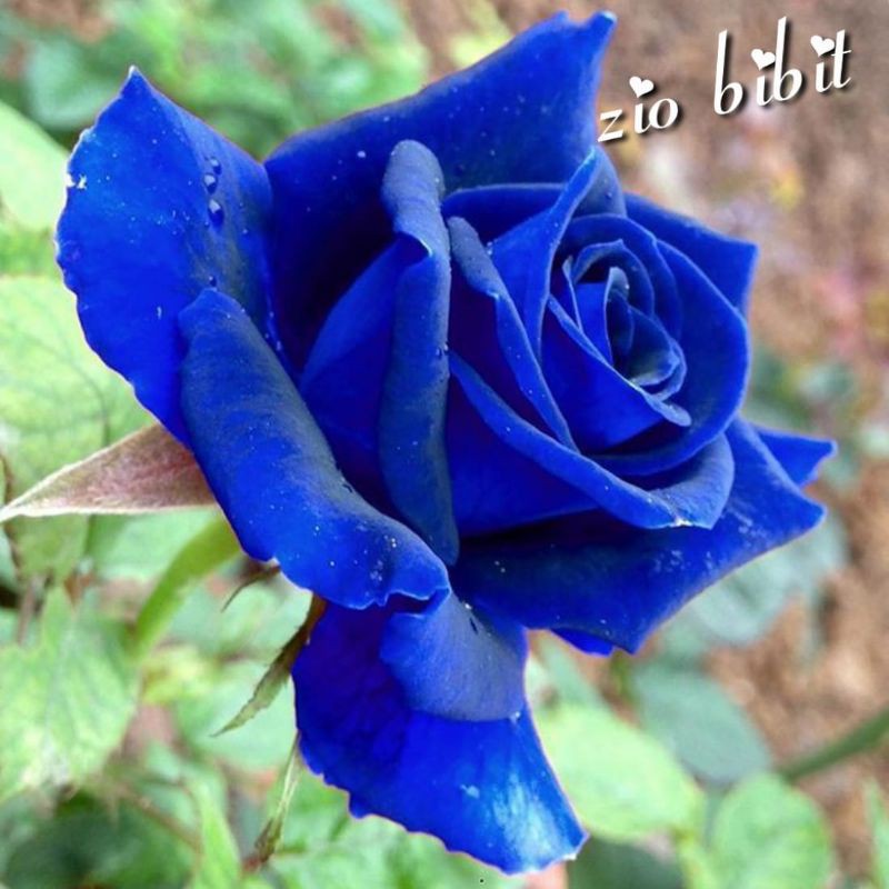 Jual Benih/ Biji / Bunga Mawar Rose Biru saphire | Shopee Indonesia