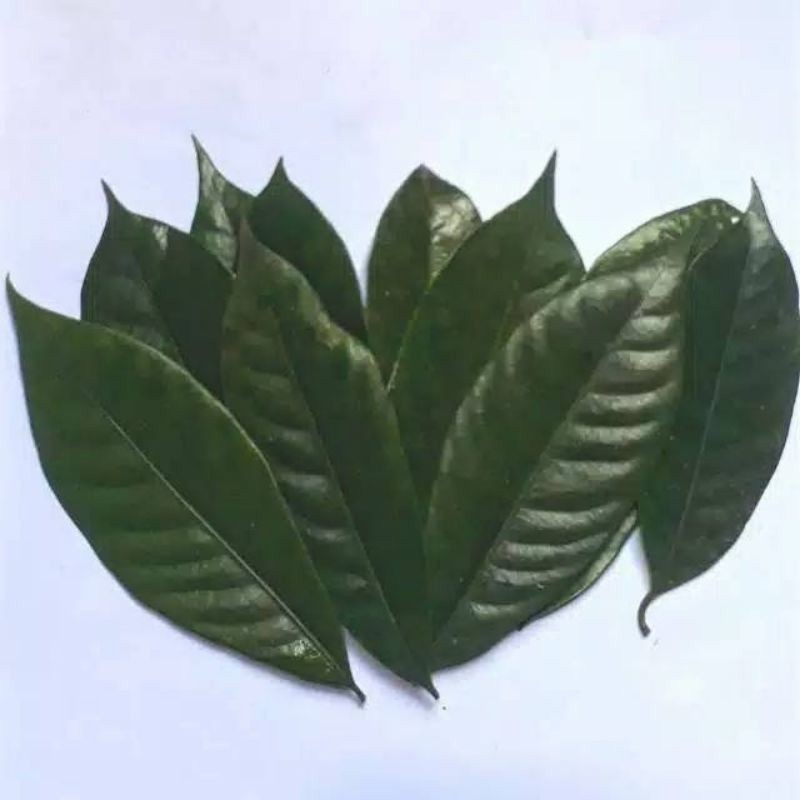 Jual DAUN PALA BASAH 500 GRAM SEGAR ( FRESH ) | Shopee Indonesia