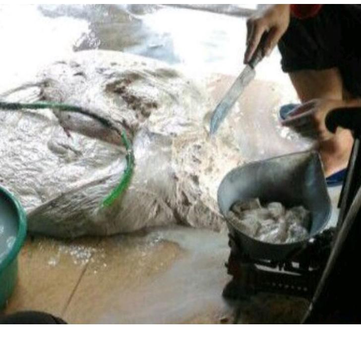 Jual (PALING DIMINATI) PULUT BURUNG GETAH BENDO LEM SIAP PAKAI BERAT ...