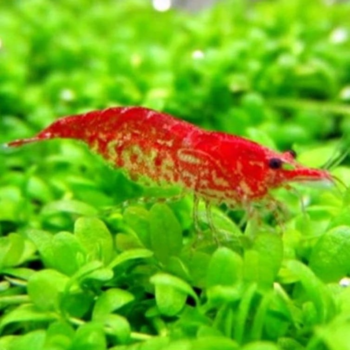 Jual Hiasan Aquascape - Red Cherry Shrimp / Udang RCS / Red Ceri | Shopee Indonesia
