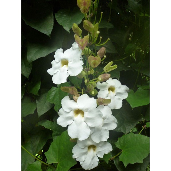Jual Tanaman Hias Rambat/Climbing White Thunbergia Grandiflora - White ...