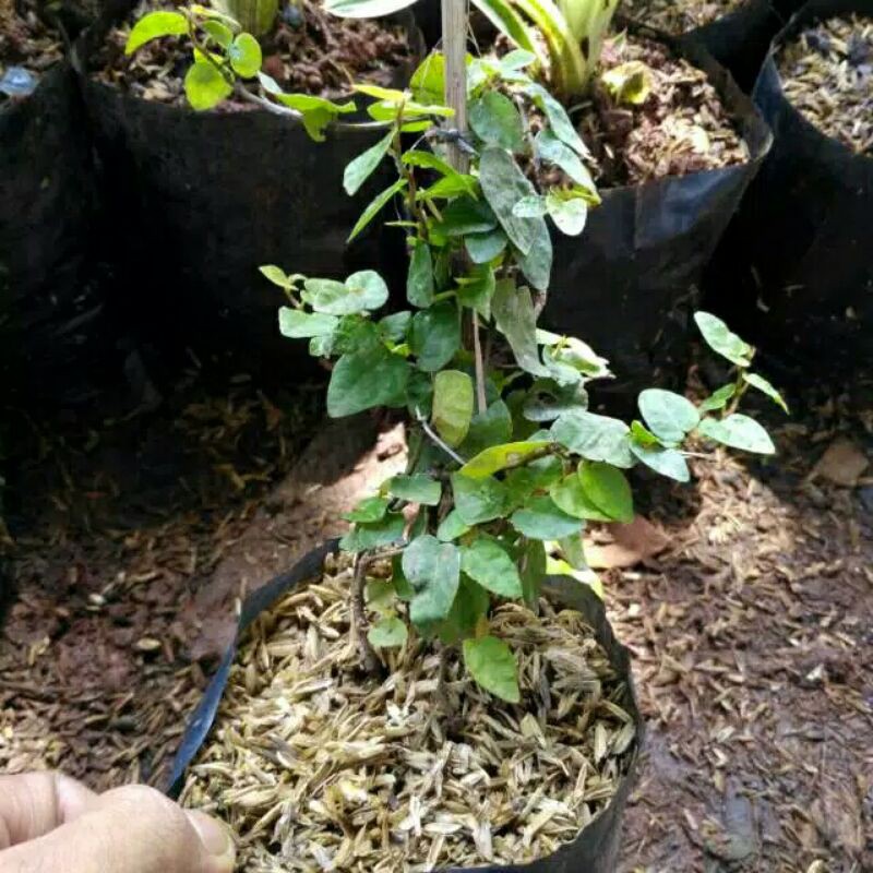 Jual Tanaman rambat dolar kecil | Shopee Indonesia