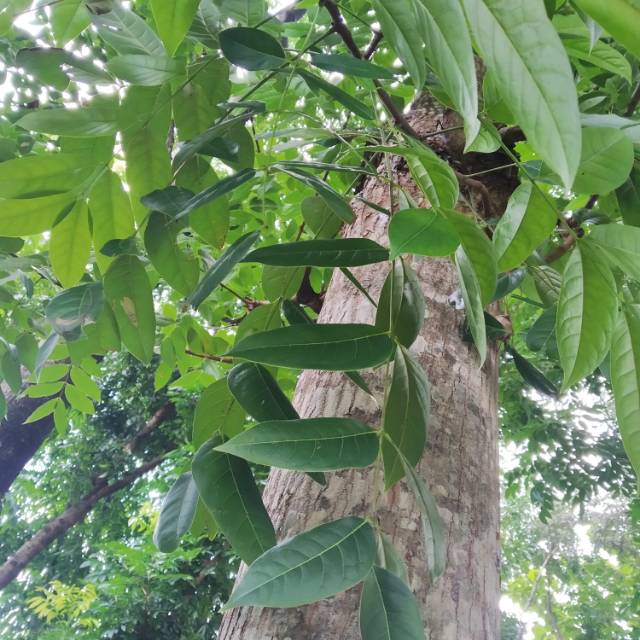 Jual Daun mahoni segar | Shopee Indonesia