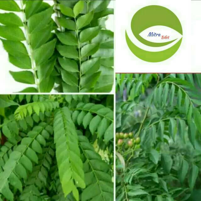 Jual Daun Salam Koja Segar/Daun Temuru/Daun Kari1 kg | Shopee Indonesia