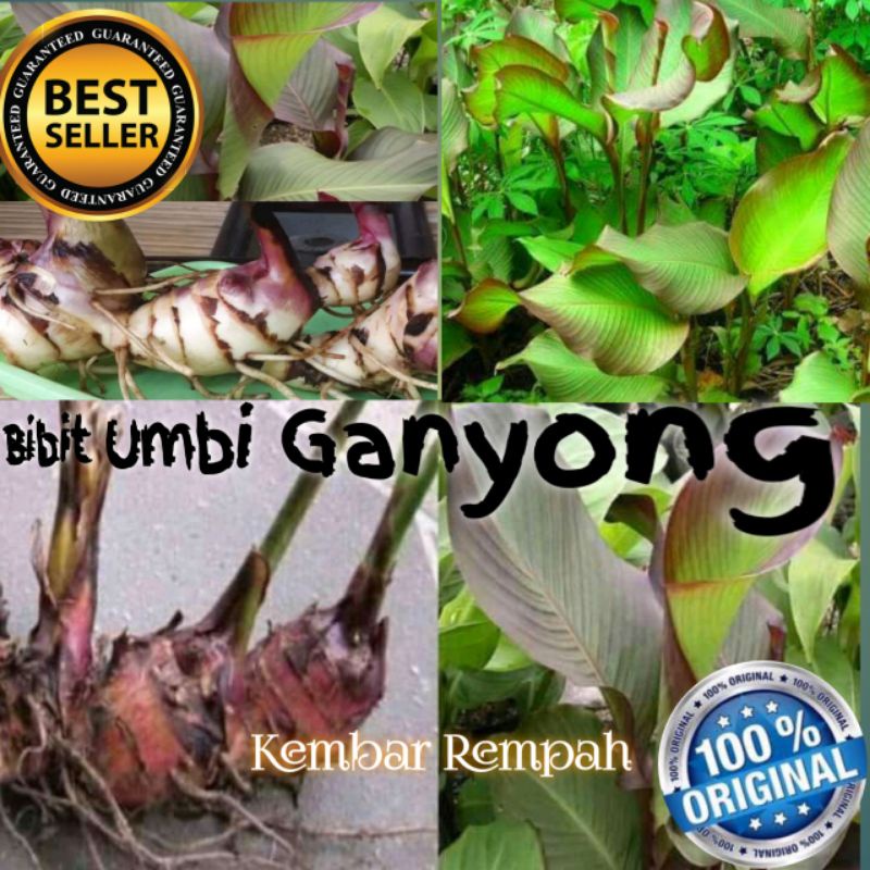 Jual BIBIT TANAMAN UMBI GANYONG ORIGINAL | Shopee Indonesia