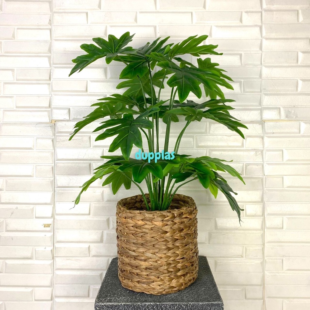 Jual Pohon Daun Monstera Jari Philo X18 Semi Latex Pot Dasar Cover ...