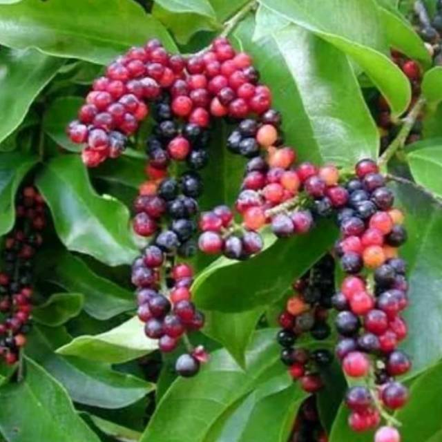 Jual Daun buni 1 kg | Shopee Indonesia