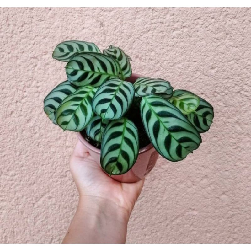 Jual Tanaman indor Calathea Burle marx / Maranta ekor merak | Shopee ...