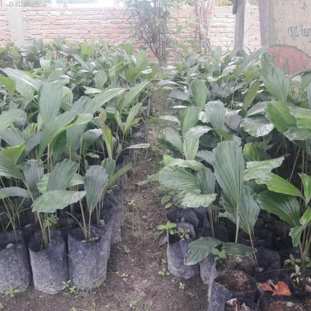 Jual 10 Bibit tanaman pohon aren/kawung asal biji kualitas unggul ...