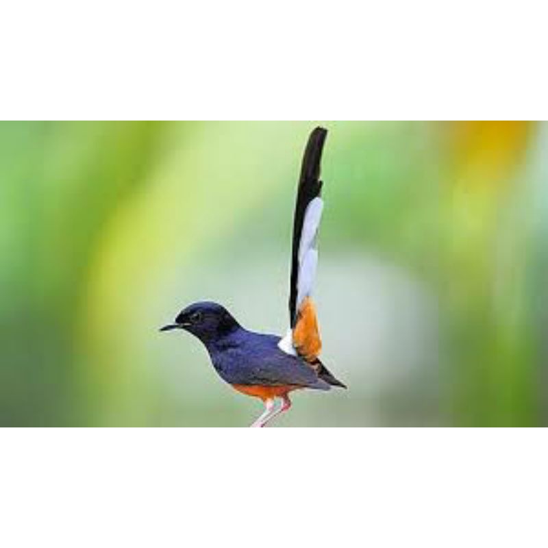 Jual Murai Batu non gembung Muda Hutan | Shopee Indonesia