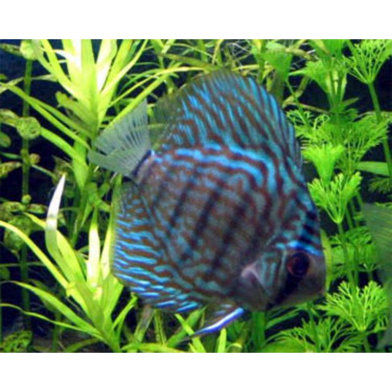 Jual ikan discas blue turkis | Shopee Indonesia