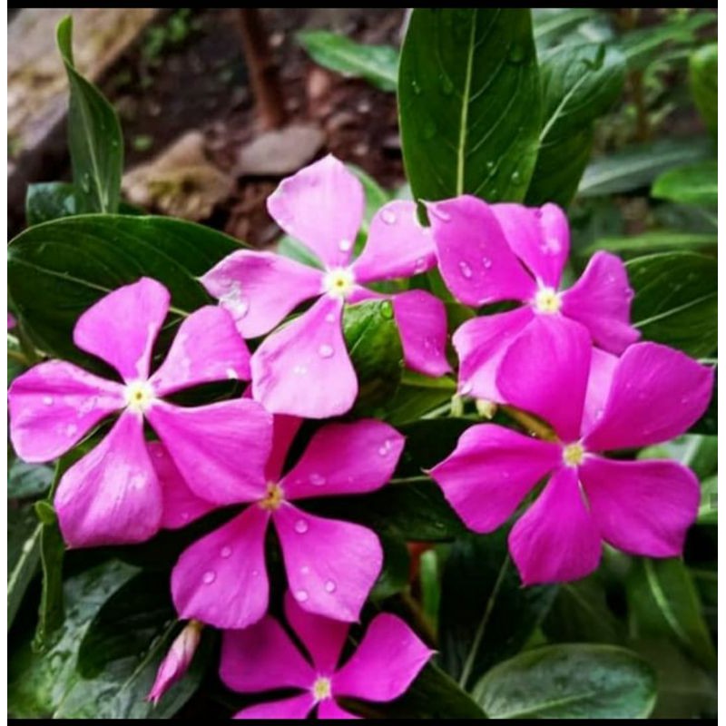 Jual Tanaman hias hidup bunga tapak dara / tanaman pagar tapak dara ...