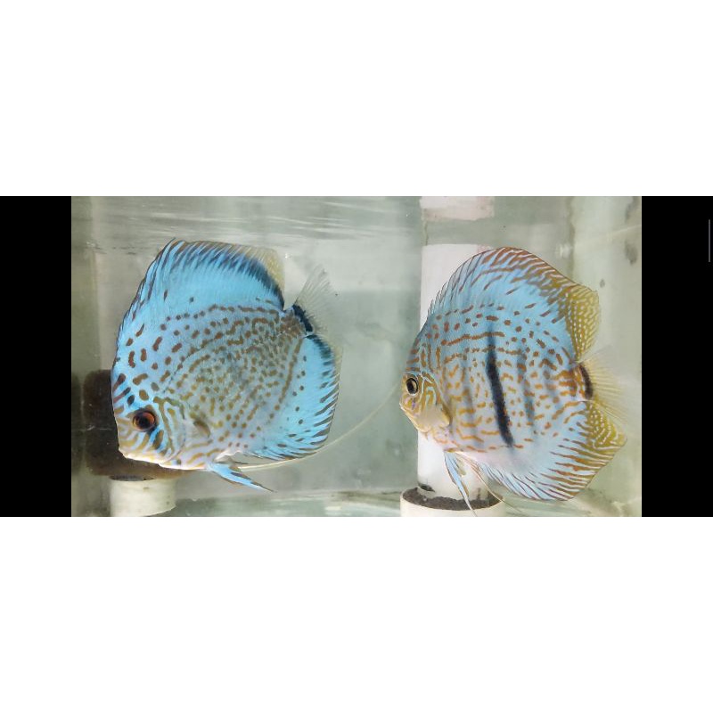 Jual Ikan Discus Heckel Cross Pair | Shopee Indonesia