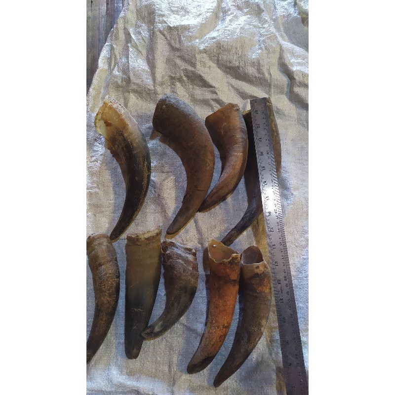 Jual (GROSIRAN) BAHAN KERAJINAN Tanduk sapi asli max 23cm kebawah ...