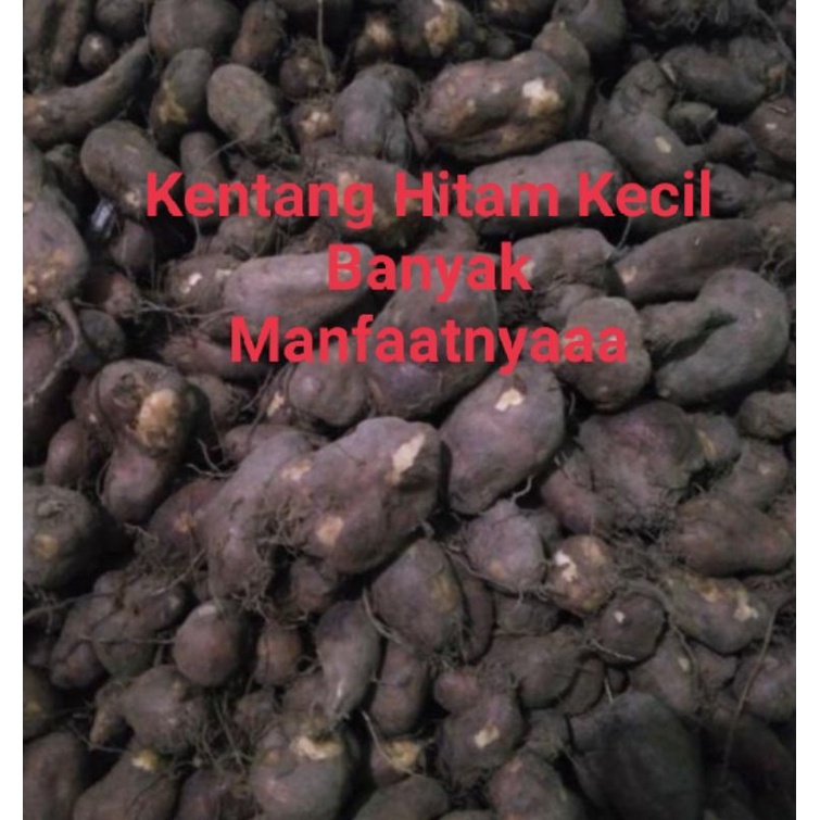 Jual Kentang Hitam / Kentang Kelinci | Shopee Indonesia