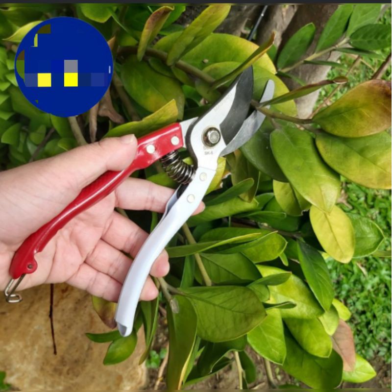 Jual Gunting Dahan Ranting Stek Tanaman Massaki 8 inch Merah Putih ...