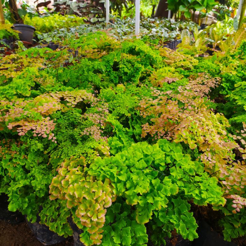 Jual tanaman gantung suplir - pohon suplir - suplir murah | Shopee ...