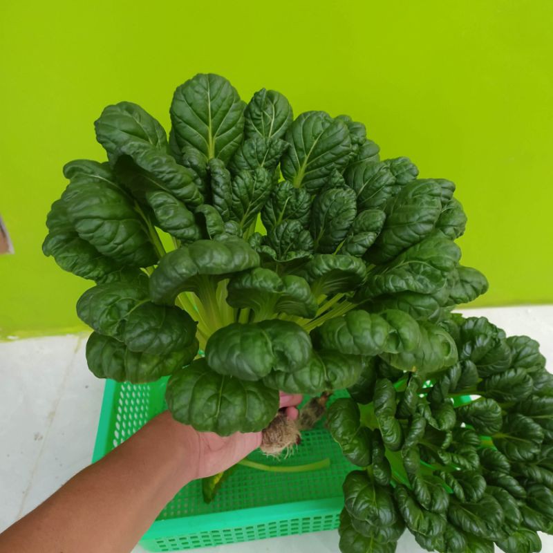 Jual SAWI PAGODA FRESH PERPACK MURAH MERIAH BY DEWAPONIK | Shopee Indonesia