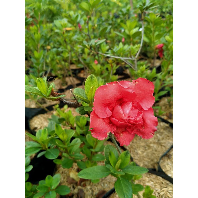 Jual Tanaman Hias Bunga Azalea ( pink dan merah ) | Shopee Indonesia