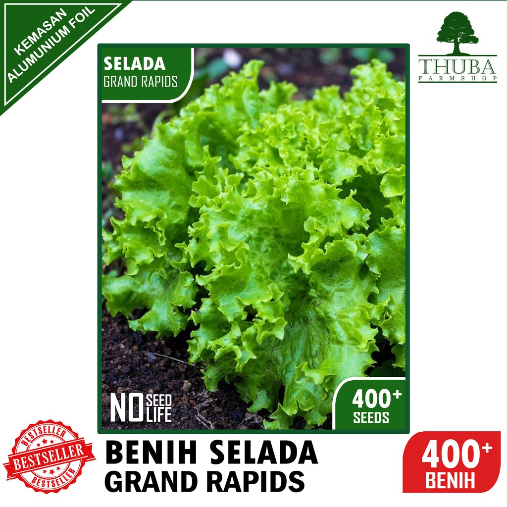 Jual 400 Biji - Benih Selada Grand Rapids - Bibit Selada Keriting Hijau Murah | Shopee Indonesia