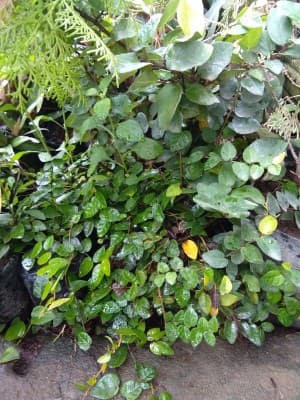 Jual BIBIT TANAMAN DOLLAR RAMBAT Daun kecil atau creeping ficus (K ...