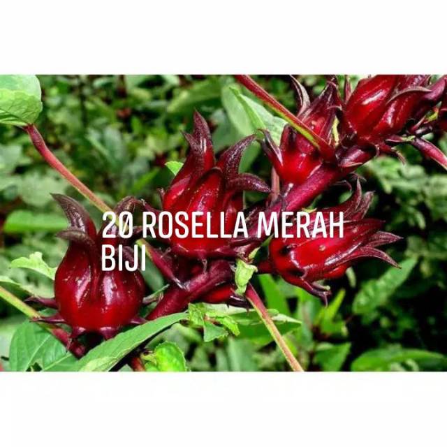 Jual 20 biji Rosella merah ( rosela merah ) | Shopee Indonesia