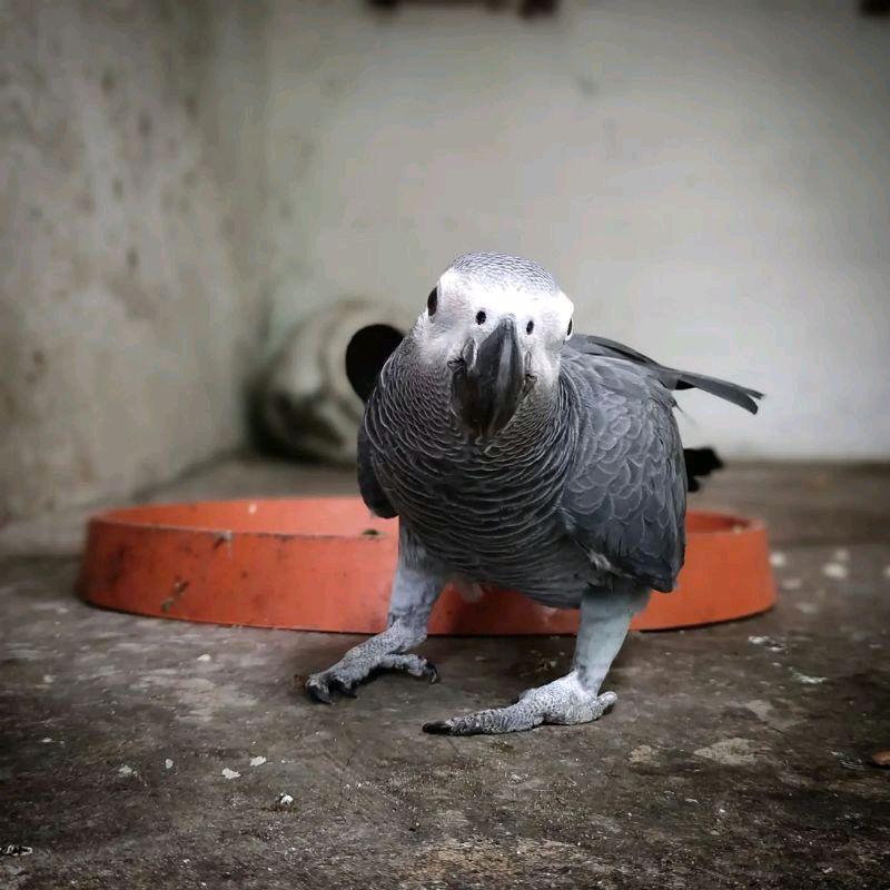 Jual parrot grey telur burung kakatua abu-abu | Shopee Indonesia