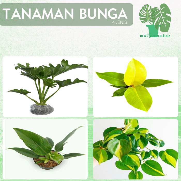 Jual Tanaman Hias Bunga Philodendron - Bunga Philo (Usia Remaja ...