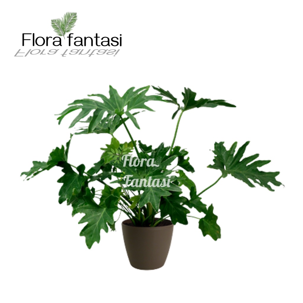 Jual Thaumatophyllum bipinnatifidum -Tanaman Hias philodendron seloum ...