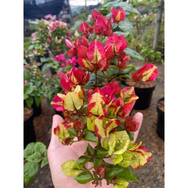 Jual TANAMAN HIAS BUGENVIL BUNGA KERTAS// KAKI ITIK ORIGINAL | Shopee ...