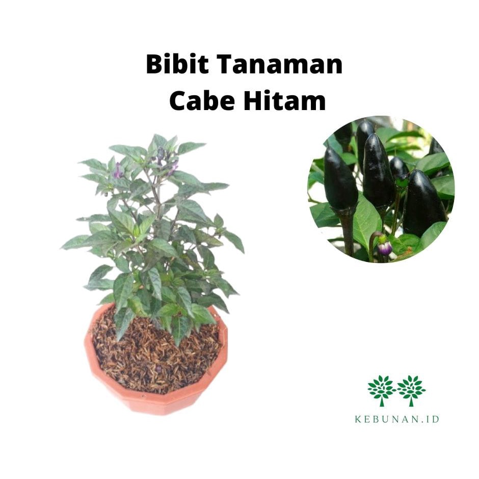 Jual Bibit Cabe Hitam Unik | Shopee Indonesia