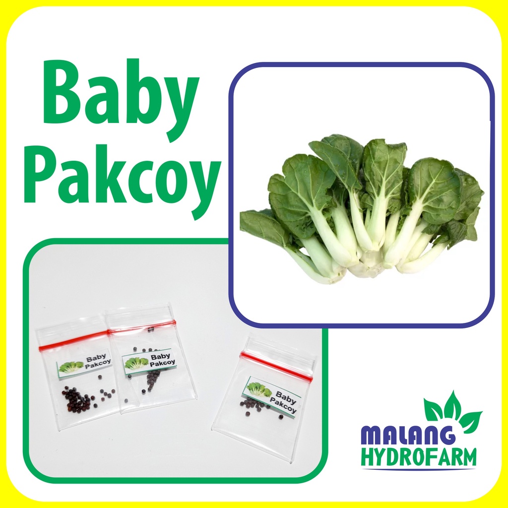 Jual Benih Baby Pakcoy Unggulan berkualitas biji mini bibit hydroponik ...