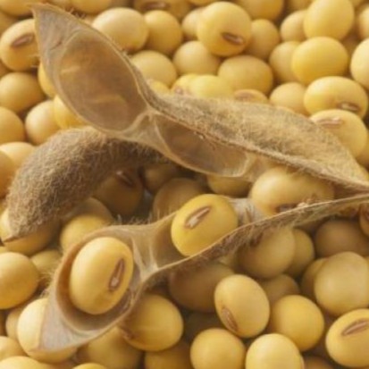 Jual 25Benih KEDELAI - Biji Bibit Sayur Kacang | Shopee Indonesia