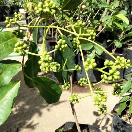 Jual Bibit buah Jamblang putih/ juwet siap berbuah | Shopee Indonesia