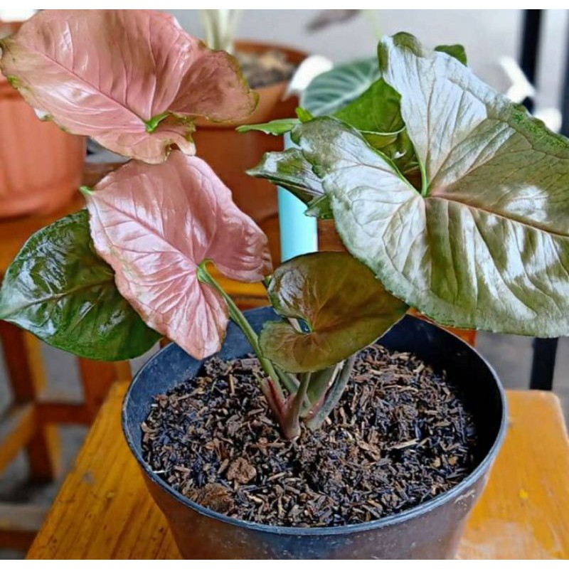 Jual KADO TANAMAN HIAS / HADIAH TANAMAN / PLANT GIFT/ Hampers / Parsel ...