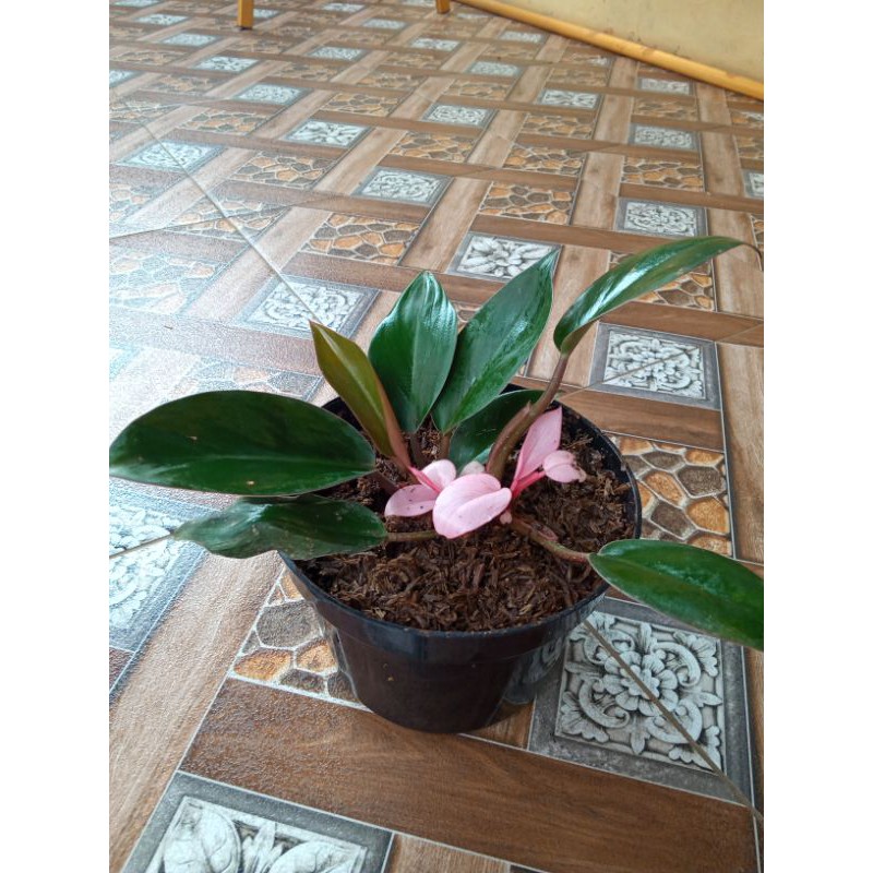 Jual pohon philodendrum pink congo tanaman hias philo pink congo ...
