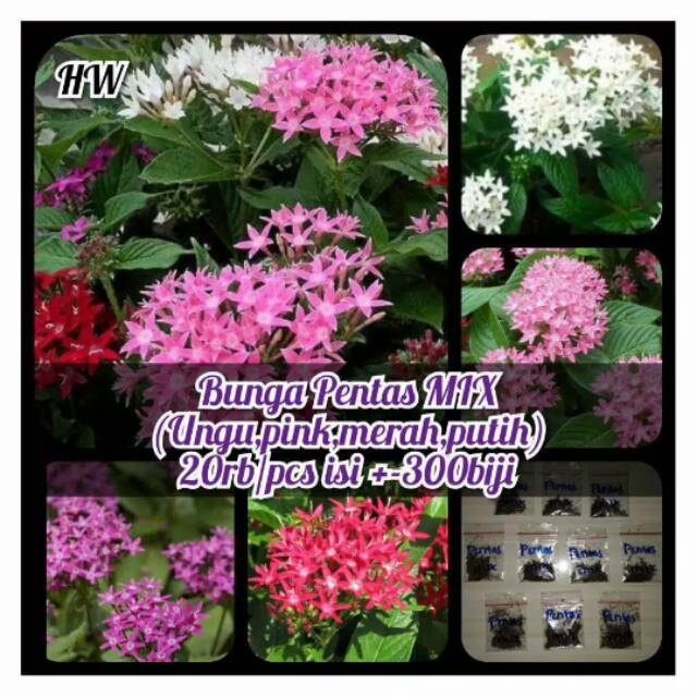 Jual Bunga Pentas Shopee Indonesia