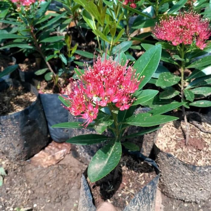 Jual Xanthostemon Merah: Pohon Berbunga Menawan | Shopee Indonesia