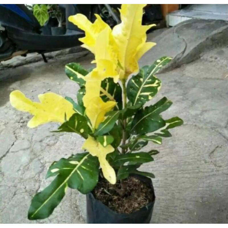 Jual tanaman hias puring per 1 paket isi 4 jenis puring | Shopee Indonesia