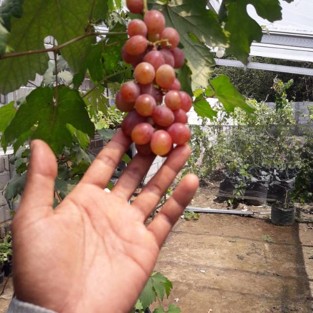 Jual Anggur merah&hijau(4pohon) | Shopee Indonesia