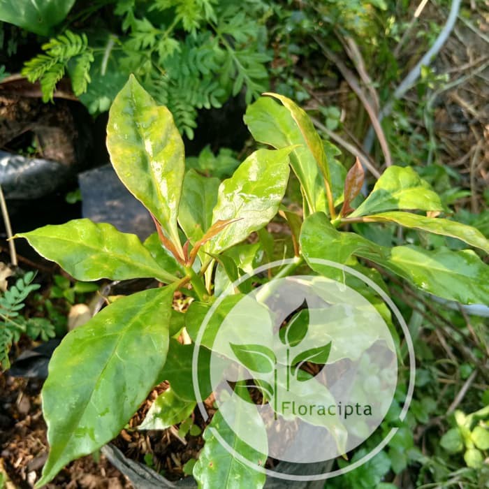 Jual Bibit Pohon Jarum 7 Tujuh Bilah Tanaman Daun Getah Bunga Herbal ... Jual Bibit Pohon Jarum 7 Tujuh Bilah Tanaman Daun Getah Bunga Herbal ...