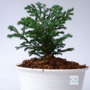 Jual Tanaman Daun Cemara Bluedent (Casuarina equisetifolia ) pohon ...