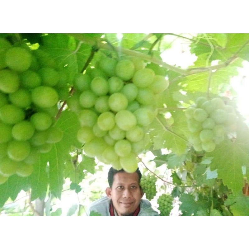 Jual Bibit Anggur Harold | Shopee Indonesia